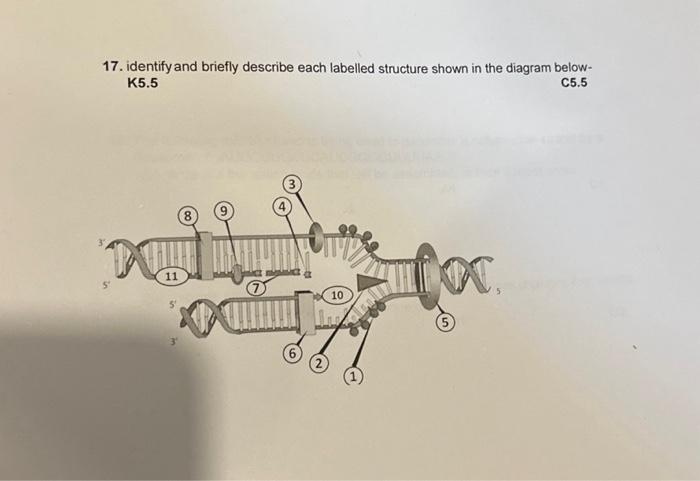 Solved 17. identify and briefly describe each labelled | Chegg.com