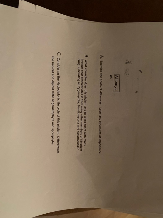 Solved Allomyc es A. Examine the photo of Allomyces. Label | Chegg.com
