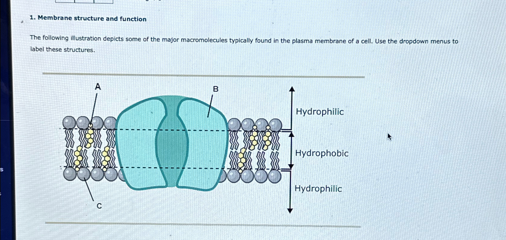 Solved Membrane structure and functionThe following | Chegg.com