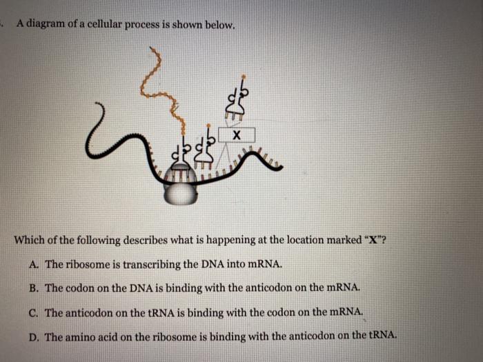 Solved An original DNA sequence, a mutated DNA sequence, and | Chegg.com
