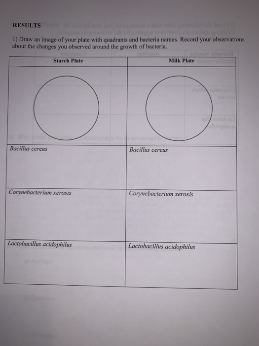 Solved RESULTS 1) Draw an image of your plate with quadrants | Chegg.com