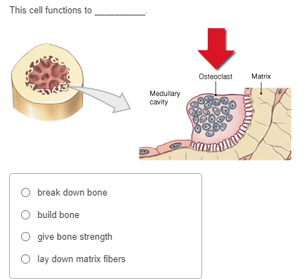 Solved This cell functions tobreak down bonebuild bonegive | Chegg.com