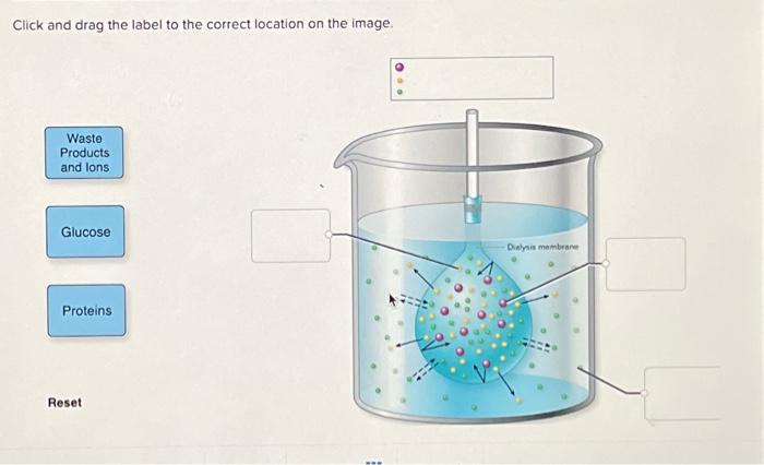 Solved Click and drag the label to the correct location on | Chegg.com