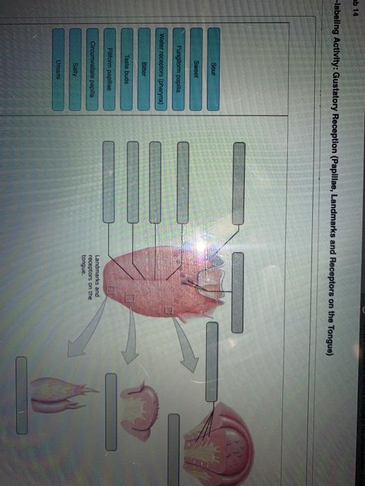 Solved ab 14 -labeling Activity: Gustatory Reception | Chegg.com