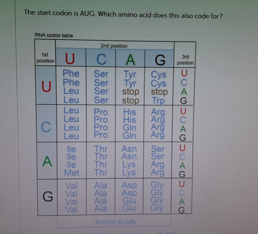 Solved The start codon is AUG. Which amino acid does this | Chegg.com