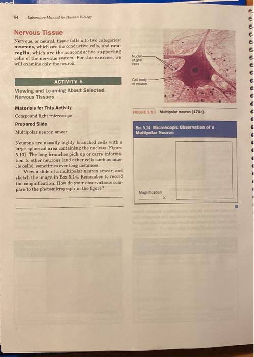 54 Lavrofory Manual for Human Hogy Nervous Tissue | Chegg.com