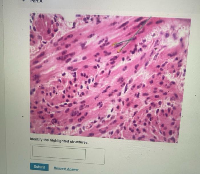 Solved Part A Identify the highlighted structures. Submit | Chegg.com