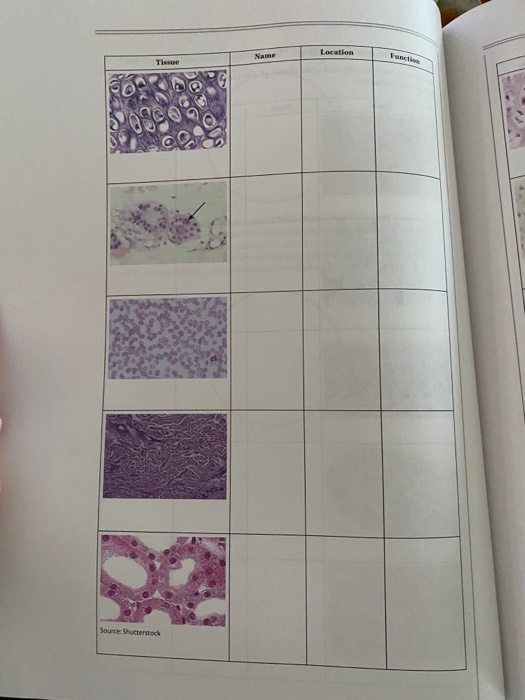Solved In the table below, identify each of the tissues, | Chegg.com
