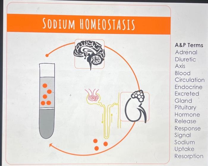 Solved Turn this textless graphic shell into a Sodium | Chegg.com