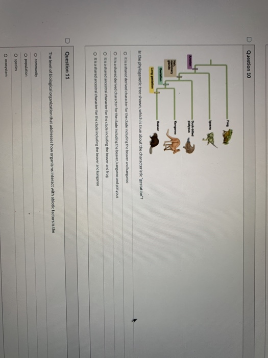 Solved Question 10 play In the phylogenetic tree shown, | Chegg.com