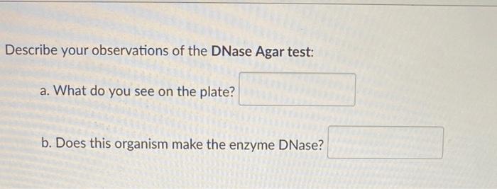 Solved Describe your observations of the DNase Agar test: a. | Chegg.com