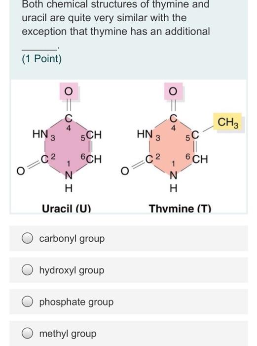 Solved Both chemical structures of thymine and uracil are | Chegg.com