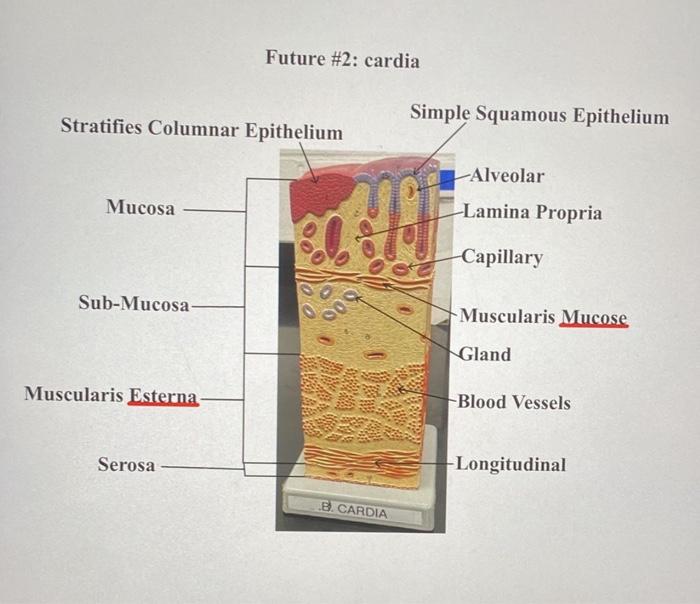 Solved Fionre H1. Fannwa... Future \#2: cardia Labeling | Chegg.com