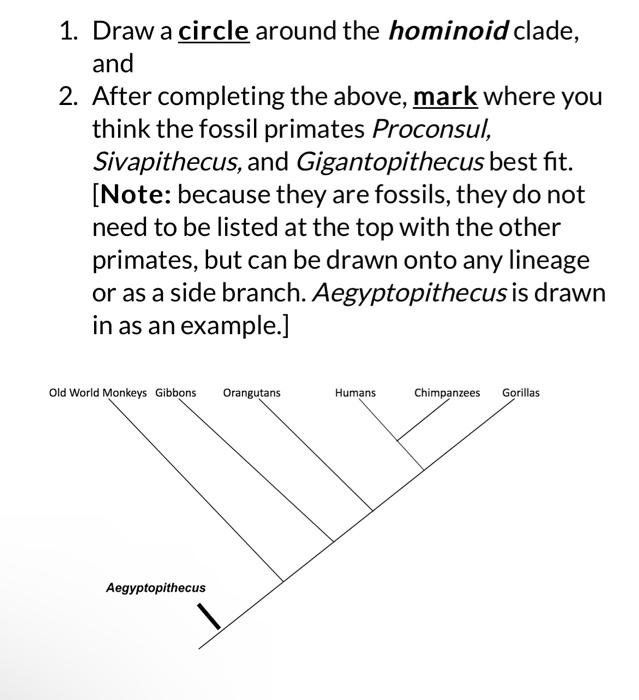 1. Draw a circle around the hominoid clade, and 2. | Chegg.com