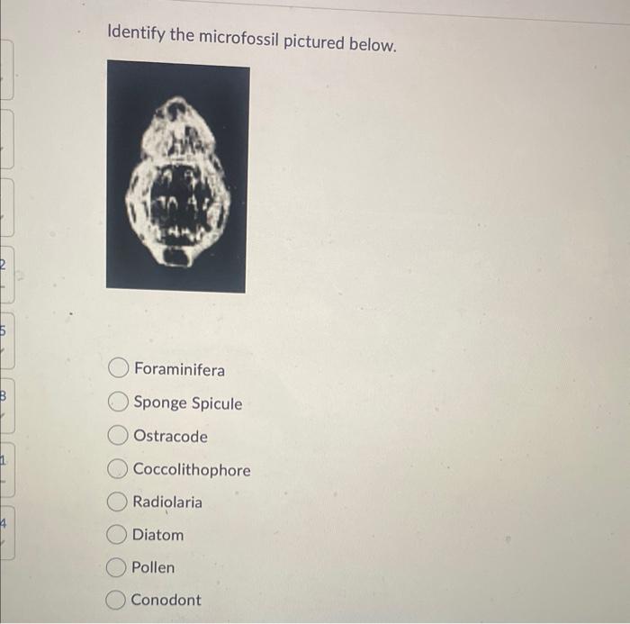 Identify the microfossil pictured below. Foraminifera | Chegg.com