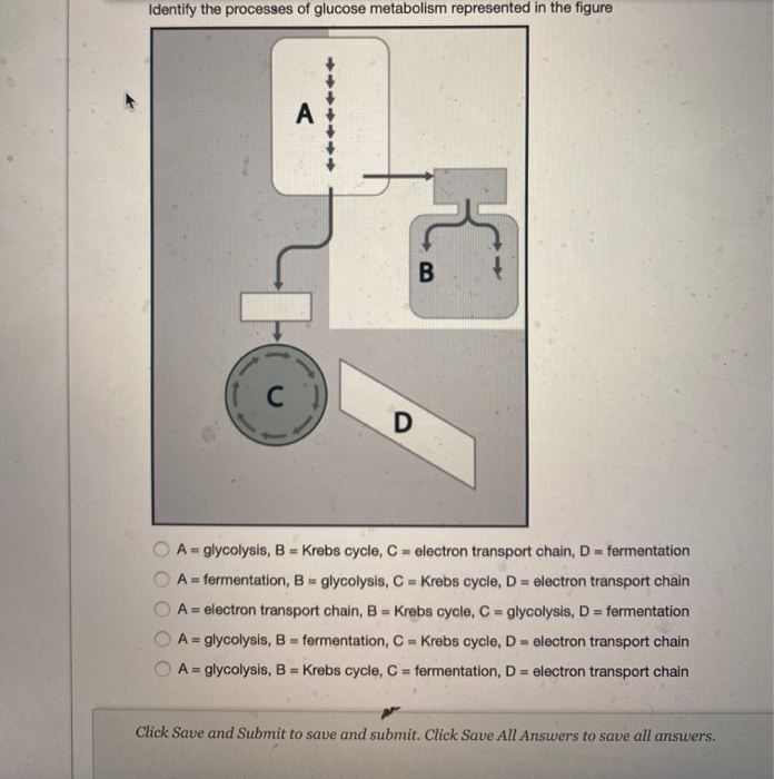 Solved Identify the processes of glucose metabolism | Chegg.com