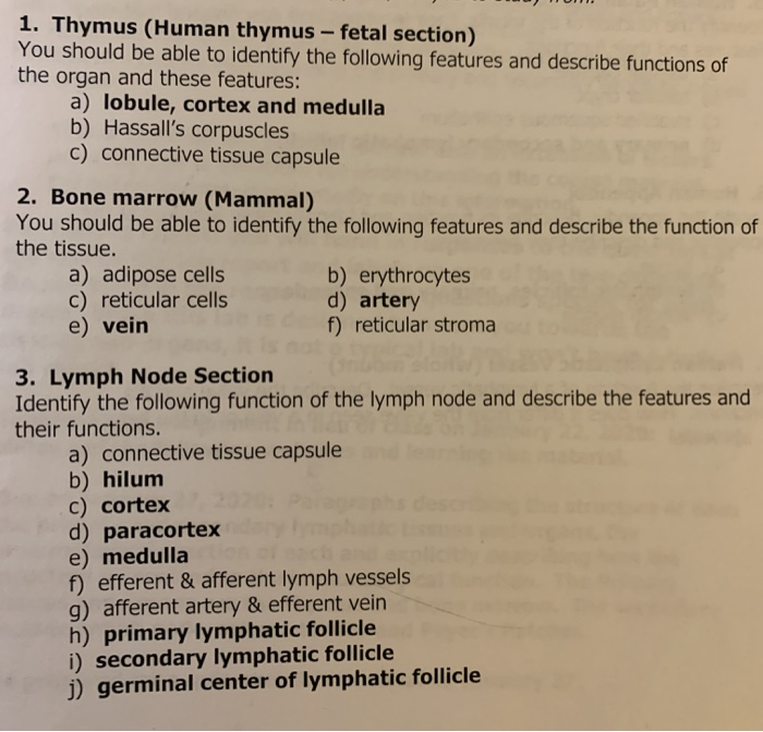 Solved 1. Thymus (Human thymus - fetal section) You should | Chegg.com