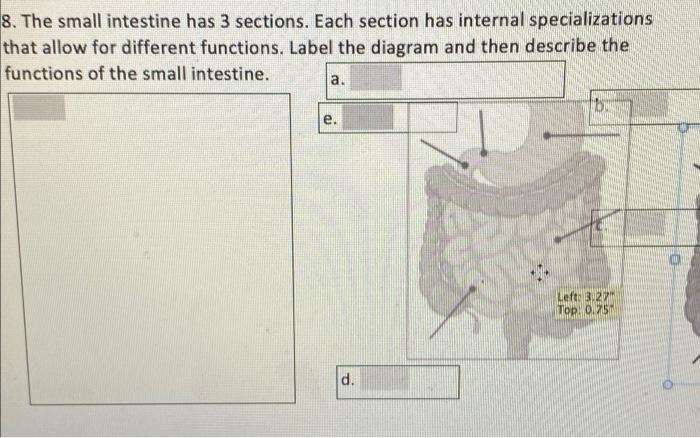 Solved 8. The small intestine has 3 sections. Each section | Chegg.com