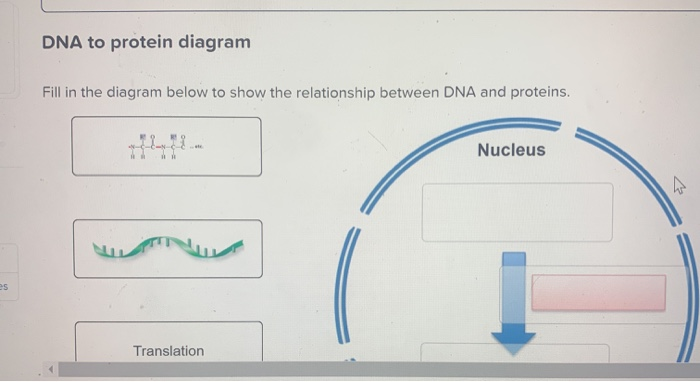 Solved DNA to protein diagram Fill in the diagram below to | Chegg.com