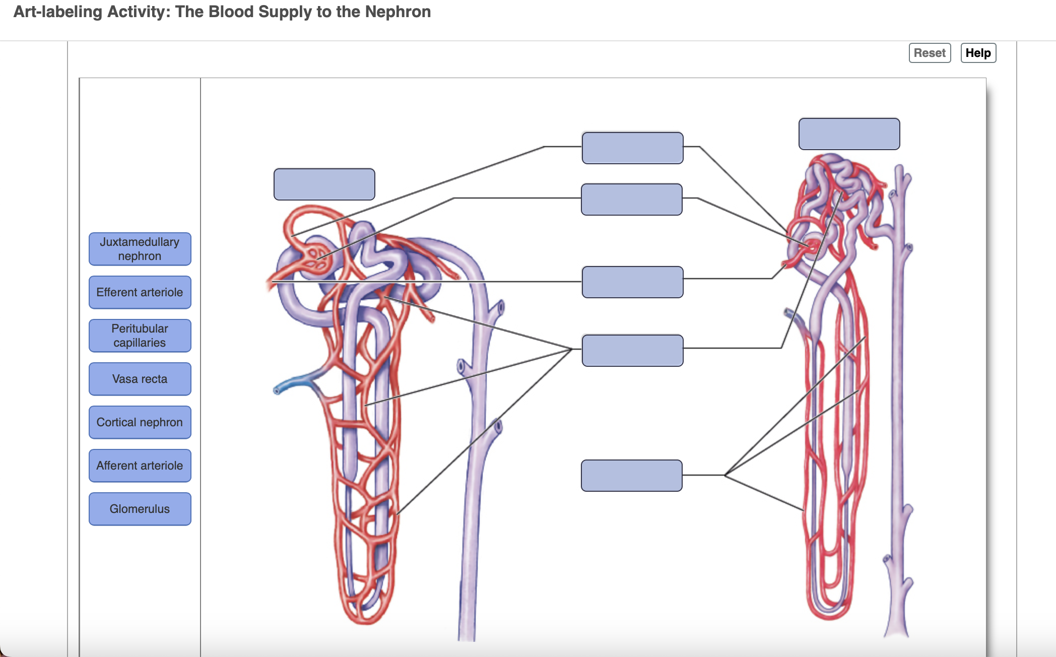 Solved Art-labeling Activity: The Blood Supply to the | Chegg.com