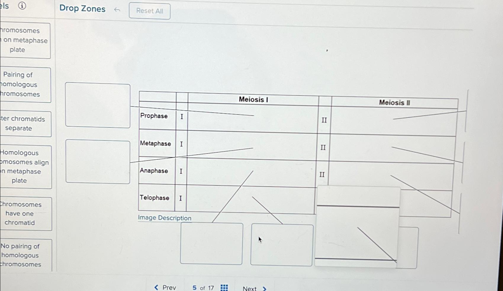 Solved Drop Zoneshromosomeson metaphaseplatePairing | Chegg.com