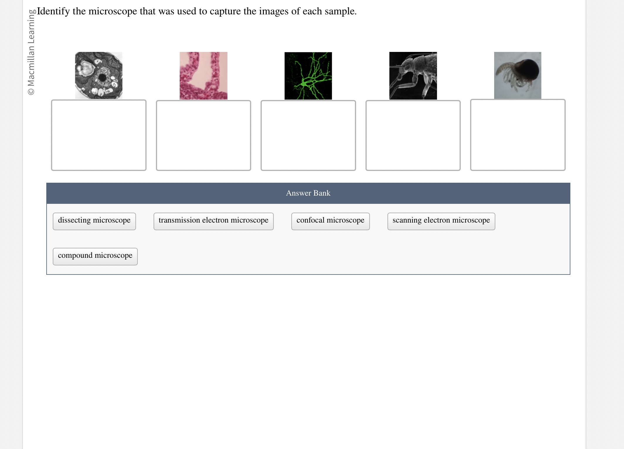 Solved andentify the microscope that was used to capture the | Chegg.com