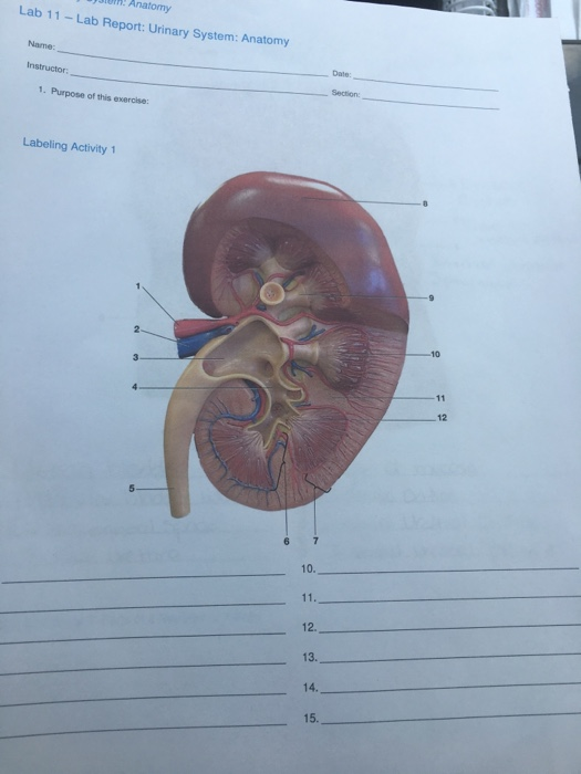 Solved Anatomy Lab 11 - Lab Report: Urinary System: Anatomy | Chegg.com