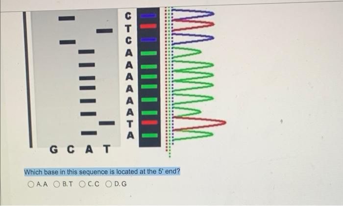Solved QUESTION 1 T G CC II || || | ACACTC GCAT G C A T C A | Chegg.com