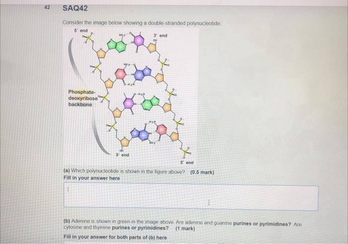 Solved Consider the image below showina a double-stranded | Chegg.com
