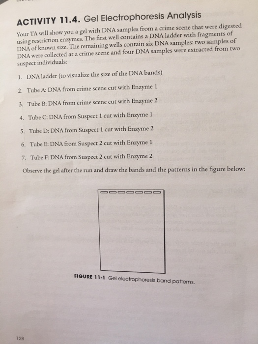 1 1 1 . D ] ACTIVITY 11.4. Gel Electrophoresis | Chegg.com