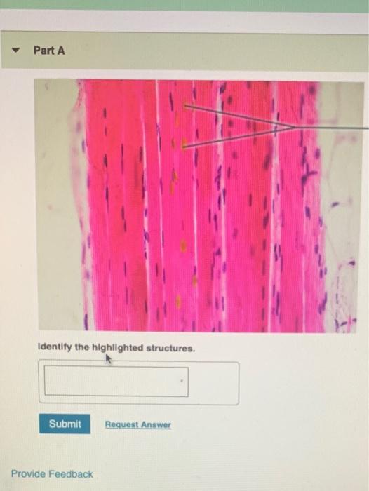 Solved Part A Identify the highlighted structures. Submit | Chegg.com