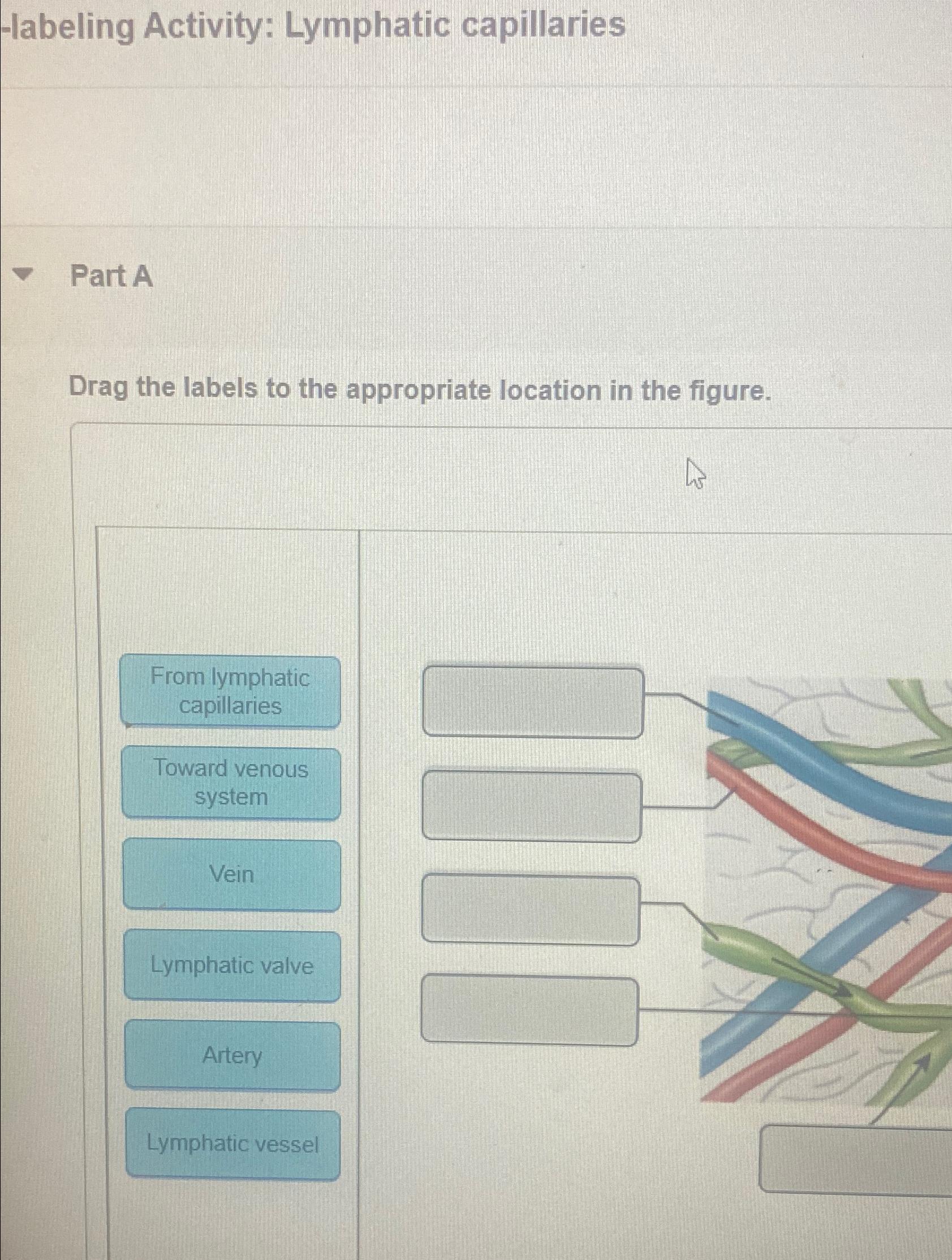 Solved -labeling Activity: Lymphatic capillariesPart ADrag | Chegg.com
