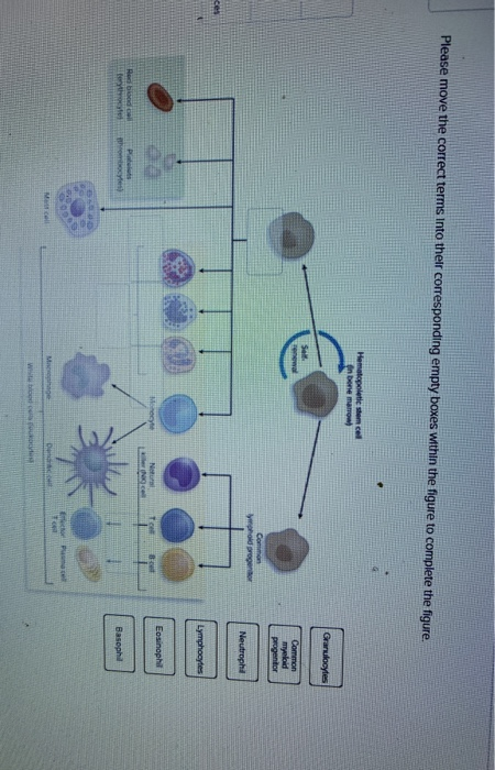 Solved Please move the correct terms into their | Chegg.com