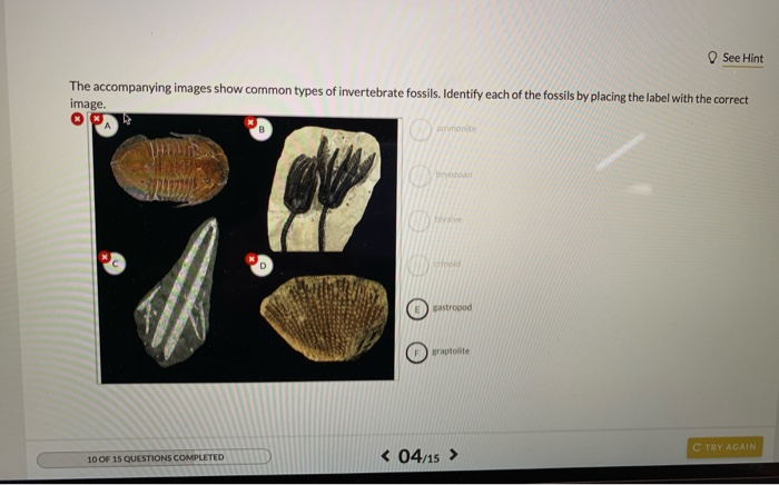 Solved See Hint The accompanying images show common types of | Chegg.com