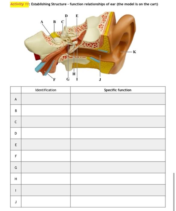 Solved Activity 11: Establishing Structure - function | Chegg.com