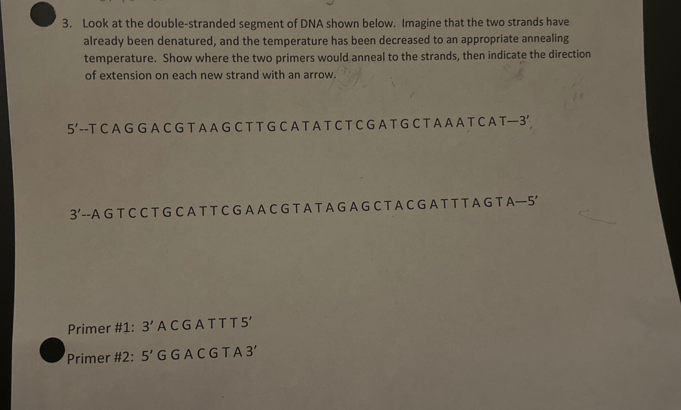 Solved Look at the double-stranded segment of DNA shown | Chegg.com