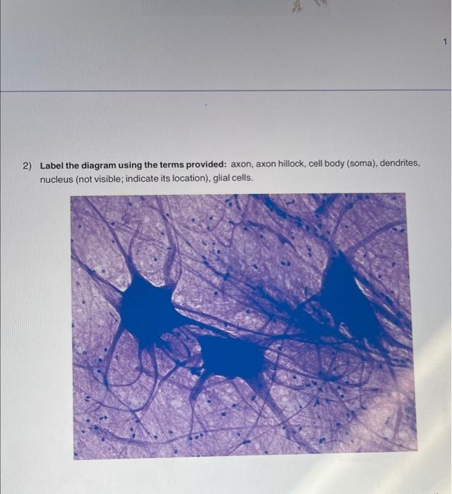 Solved 2 Label The Diagram Using The Terms Provided Axon 