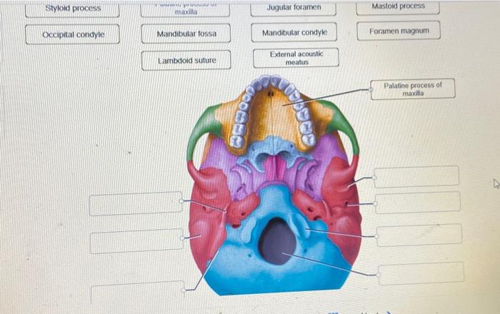 Solved Styloid process Jugular foramen Mastoid process | Chegg.com