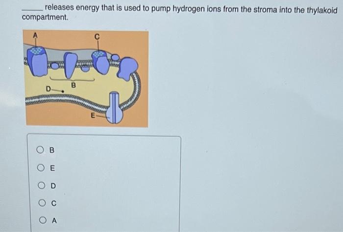 Solved releases energy that is used to pump hydrogen ions | Chegg.com