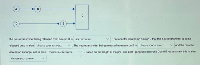 Solved The neurotransmitter being released from neuron D is | Chegg.com