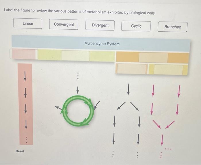 Solved Label the figure to review the various patterns of | Chegg.com