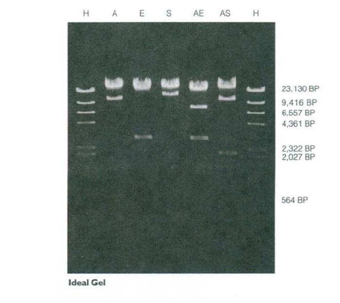 Solved 1. Construct a restriction map of the cutting sites | Chegg.com