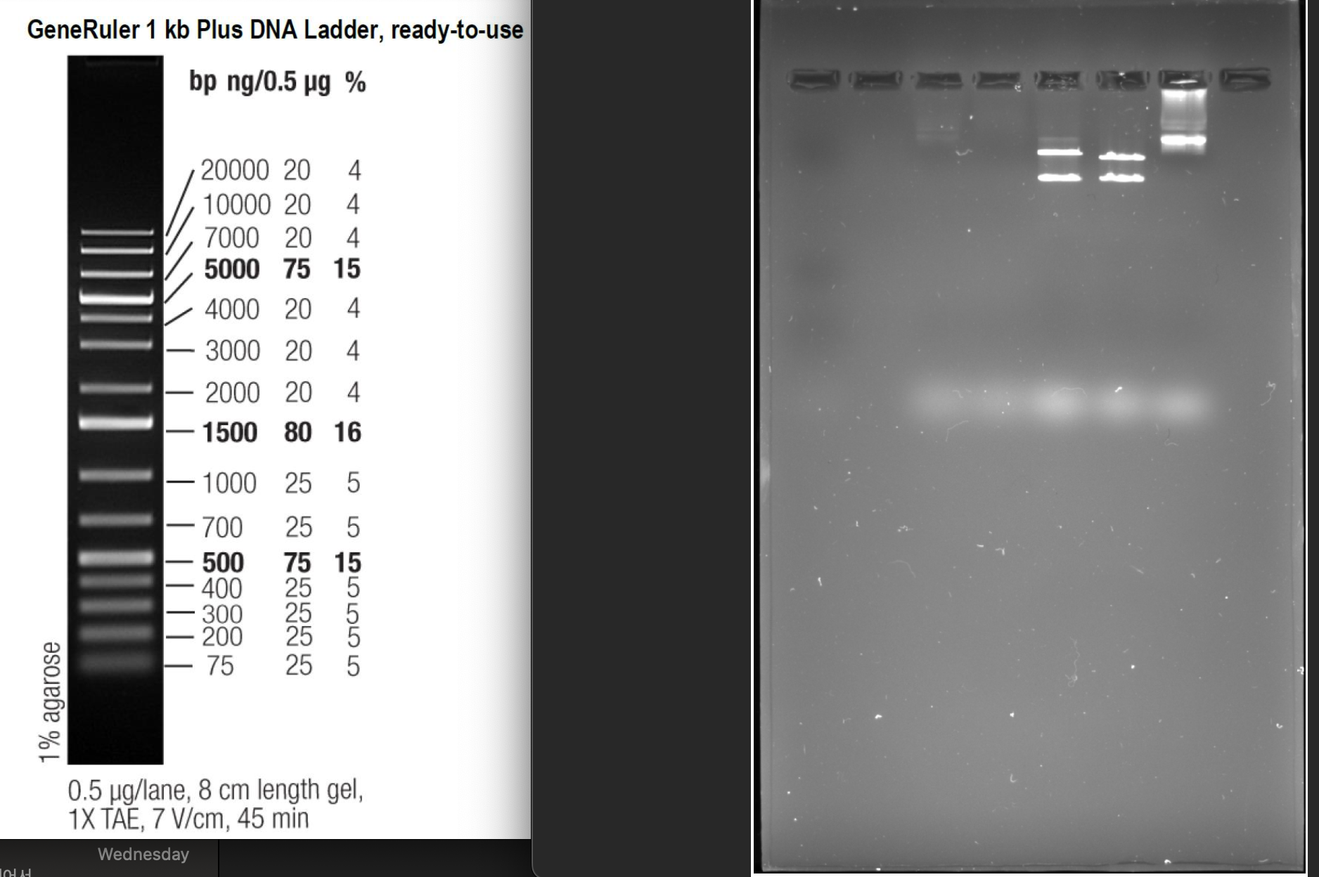 Solved Please determine the size GeneRuler 1 ﻿kb Plus DNA | Chegg.com