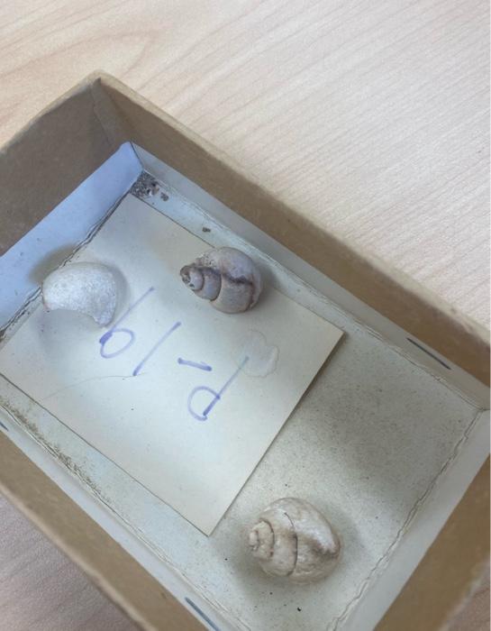 Solved what is the fossilization process for each one? | Chegg.com