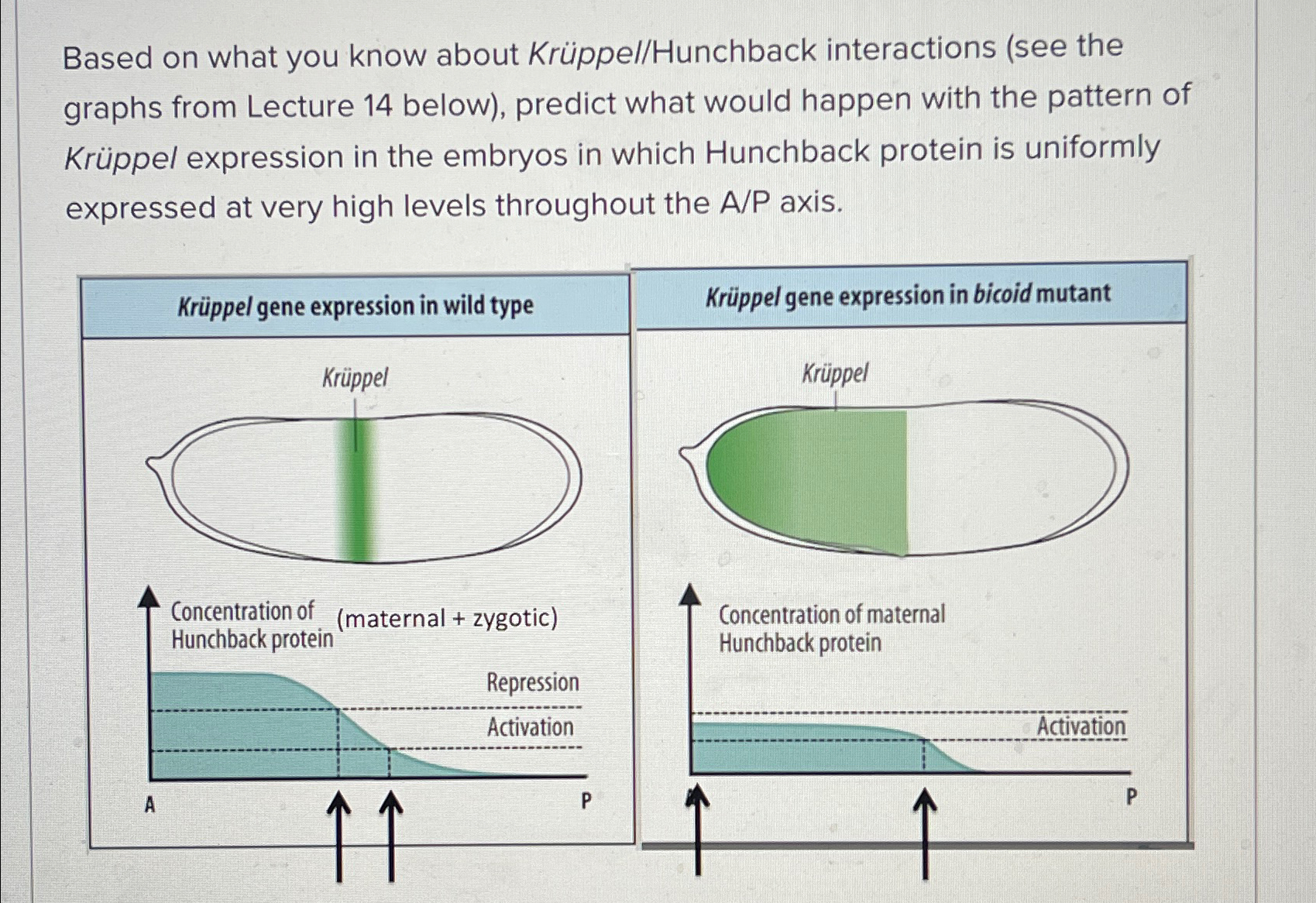 Solved Based on what you know about Krüppel/Hunchback | Chegg.com