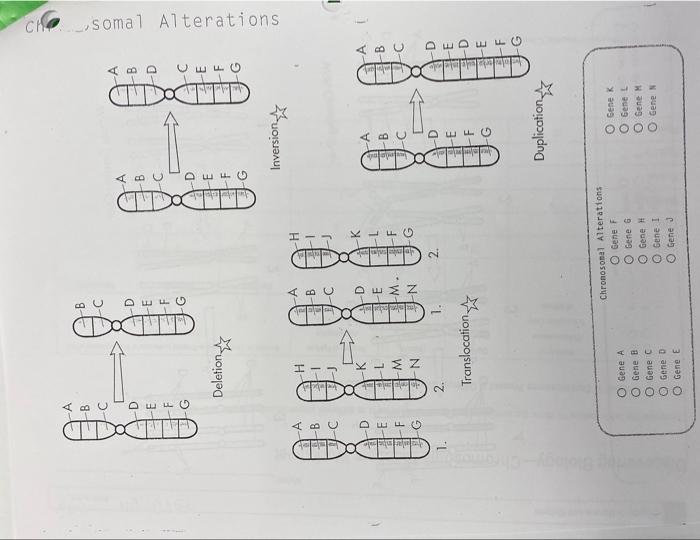 Solved Discovering Biology-Chromosome Numbers Worksheet | Chegg.com
