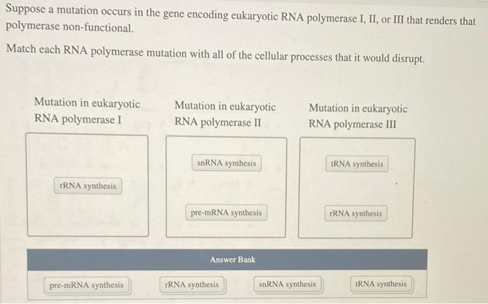 Solved Suppose a mutation occurs in the gene encoding | Chegg.com
