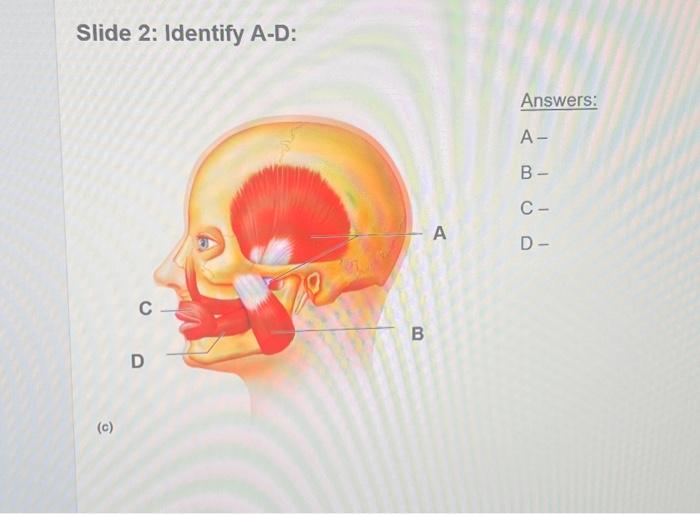 Solved Slide 2: Identify A-D: (c) | Chegg.com
