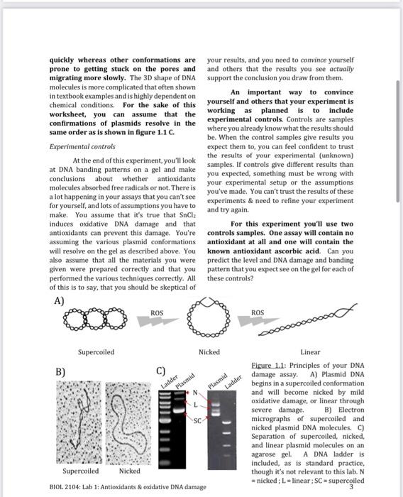 Solved Plasmid DNA molecules break. This would break the | Chegg.com