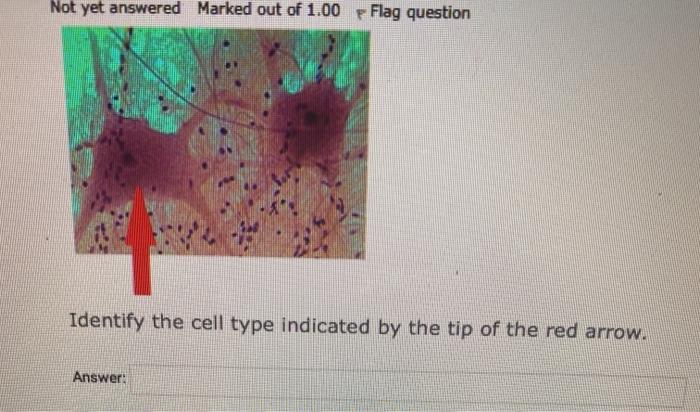Solved Identify the stage of the cell cycle indicated by the | Chegg.com